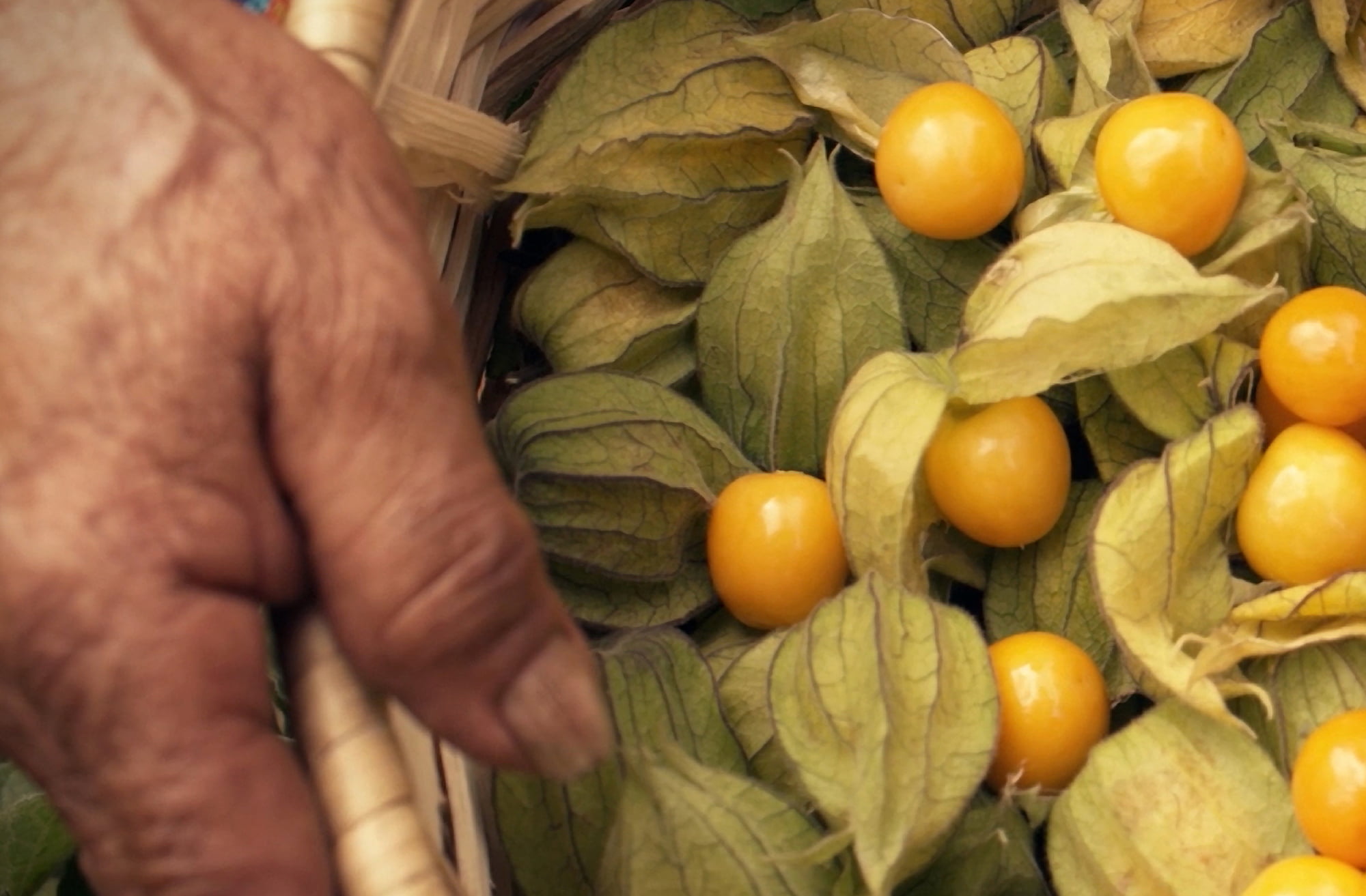 THE GOLDENBERRY PLAN - Nature's Heart – Simple Snacks Consumers Crave