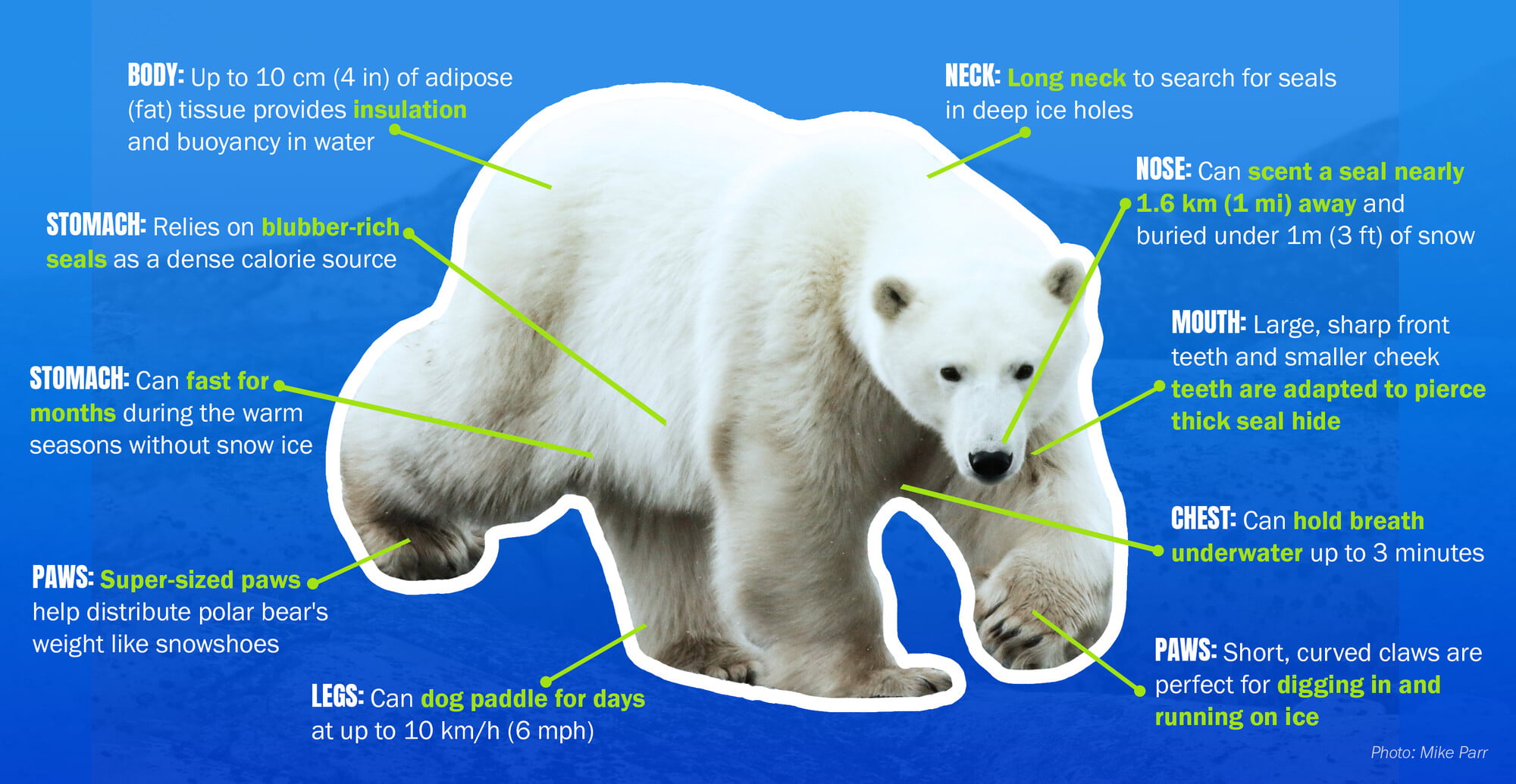 Meet the Polar Bears - How well do you know polar bears